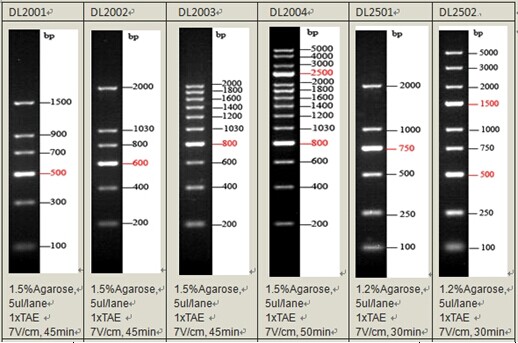 Normal 200bp-IV DNA ladder-常规DNA marker-Genenode|君诺德公司