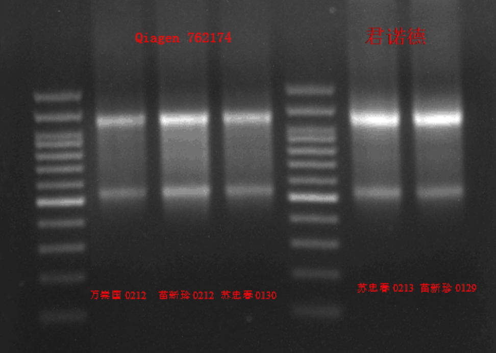PAXgene Blood RNA Kit(配套PAXgene采血/RNA保存管提取血液RNA)-RNA提取-Genenode|君诺德公司
