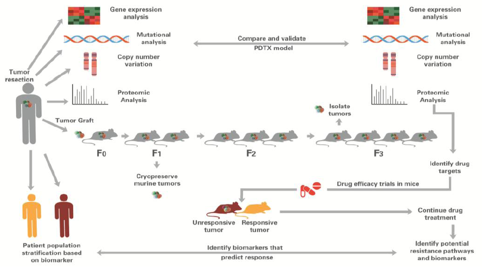 人源性肿瘤组织异体移植（PDX）小鼠模型-药效及动物实验-Genenode|君诺德公司