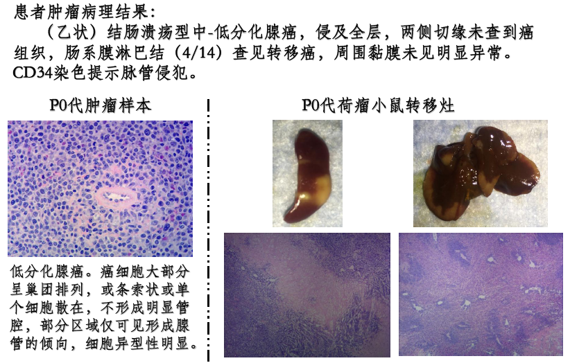 人源性肿瘤组织异体移植（PDX）小鼠模型-药效及动物实验-Genenode|君诺德公司