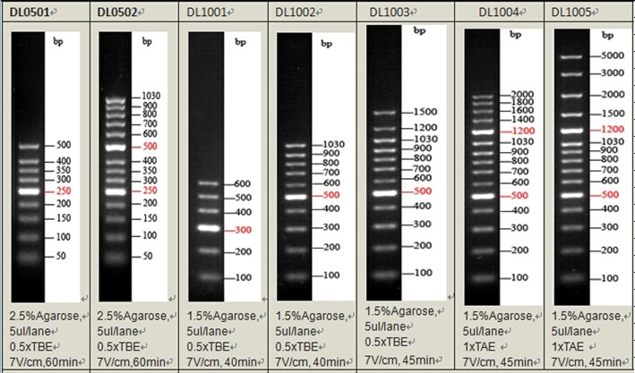 Accurate 100bp-III DNA ladder-常规DNA marker-Genenode|君诺德公司
