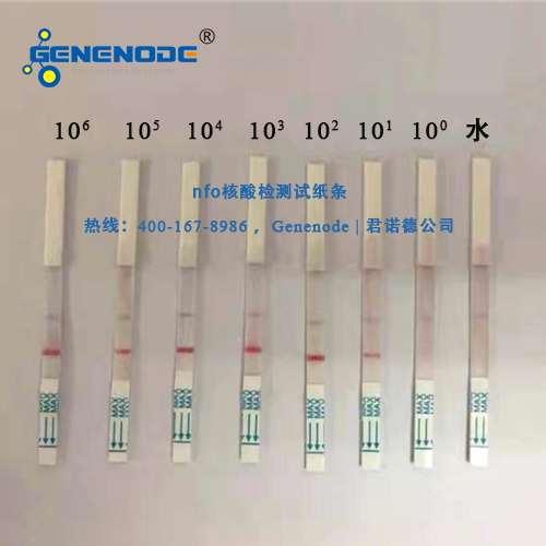 RPA/nfo恒温DNA扩增酶,DNA扩增试纸条检测-常温恒温扩增检测产品-Genenode|君诺德公司