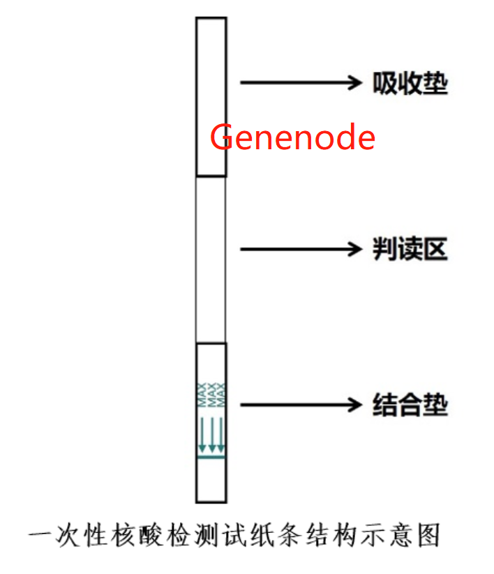 一次性核酸检测试纸条|核酸胶体金试纸条(单标)-常温恒温扩增检测-Genenode|君诺德公司