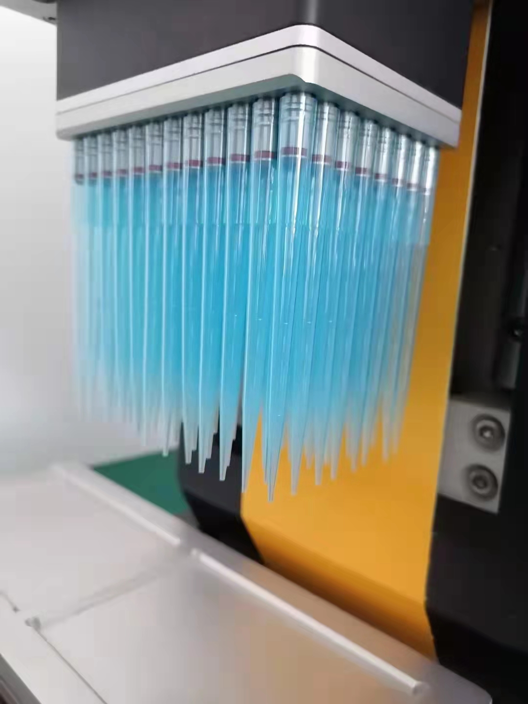 绵羊多羔FecB基因检测技术服务(SNP基因分型)-基因检测试剂盒-Genenode|君诺德公司